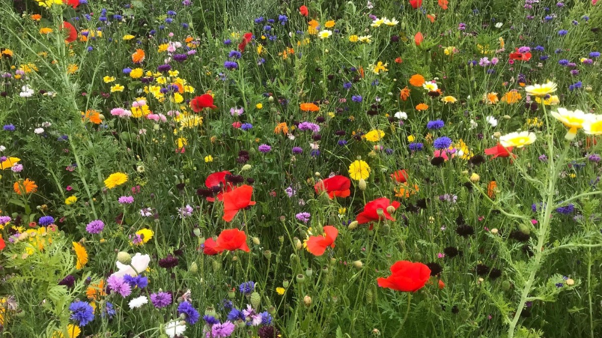Aanrader: webinar Kruidenrijke Graslanden terugkijken - FPG